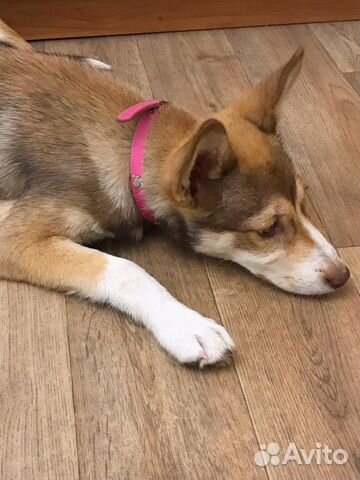 Щенок хаски