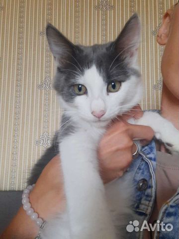 Очень ласковый котик 5 мес