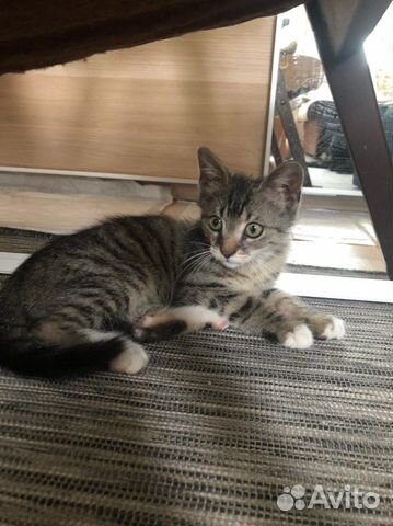 Котенок мальчик 2,5 мес