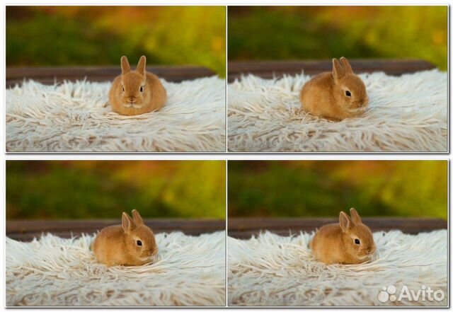 Цветной карлик рыжий мальчик