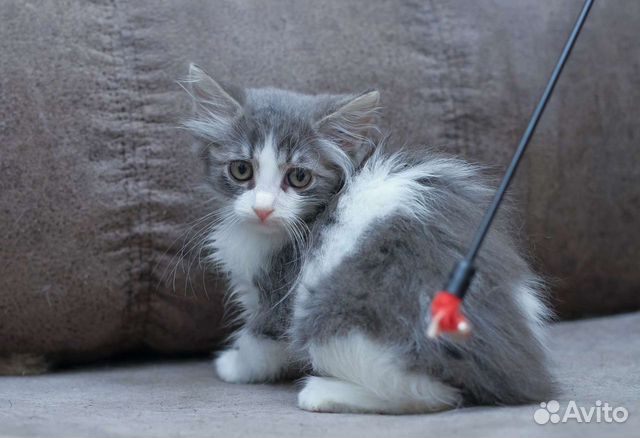 Котенок девочка 3 мес Варя