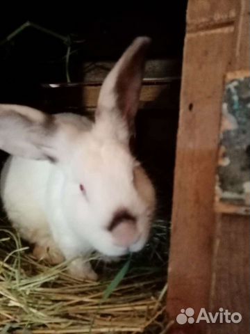 Кролики калифорнийцы