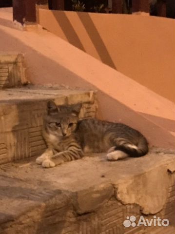 2 прекрасных котенка с непростой судьбой