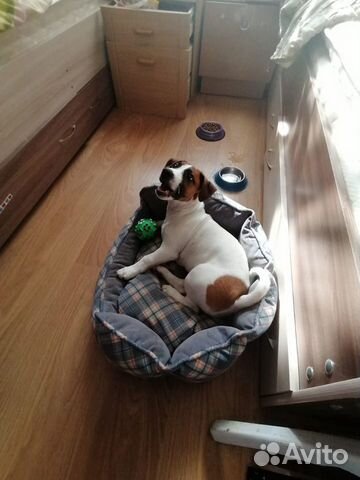 Щенок джек рассел