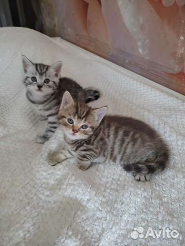 Шотландские котята