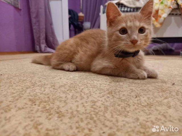 Котёнок Кипиш