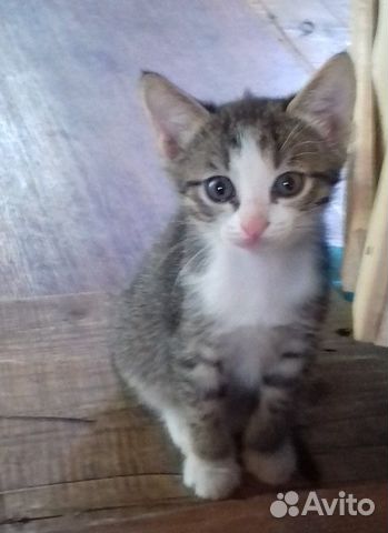 Очень красивая кошечка от ловчей кошки