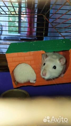 Крыс черноглазый сиам 3 мес