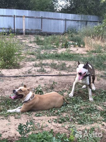 Вязка бультерьер