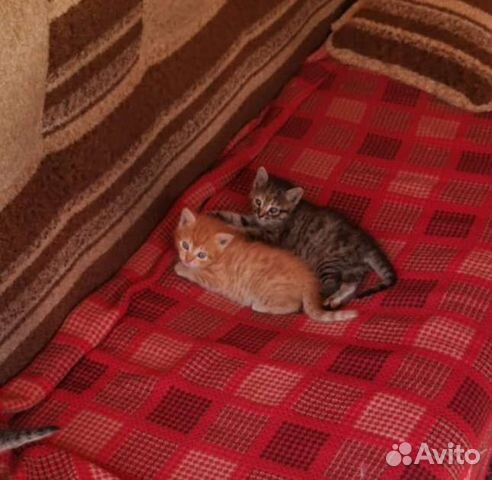 Кошки в добрые руки бесплатно