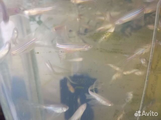 Аквариумные рыбки