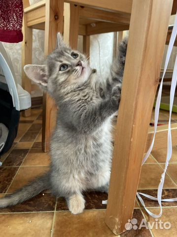 Котенок Мишель в добрые руки