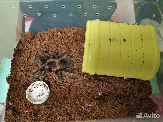 Lasiodora parahybana