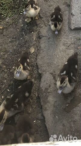 Мускусные утки