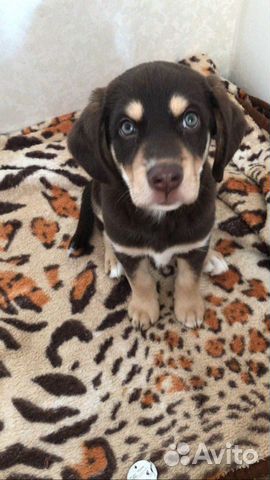 Метис кокер спаниеля