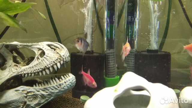 Теренция Рыбки