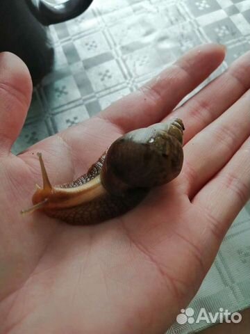 Улитки ахатины