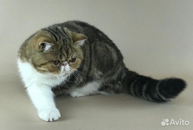 Экзотическая кошка