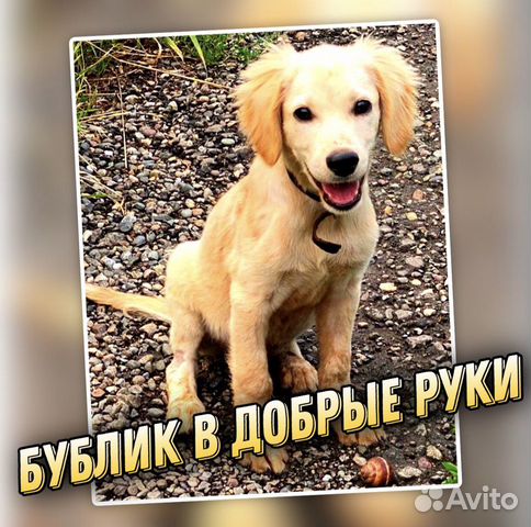 Бублик в добрые руки