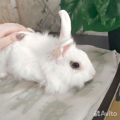 Домашний кролик - львиноголовый