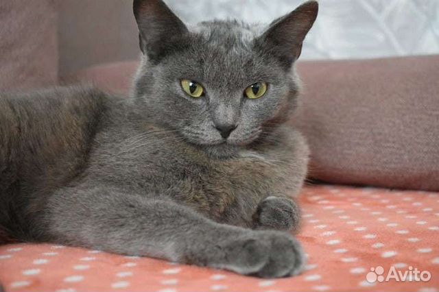 Грей, русский голубой кот (метис)