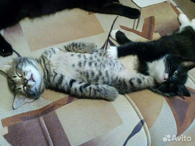 Котята привиты