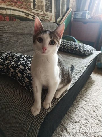 Котята