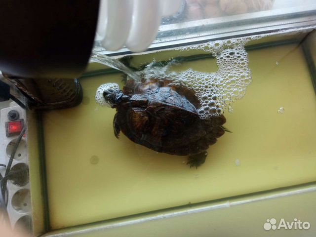 Красноухая черепаха с аквариумом