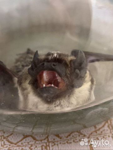 Мышь летучая