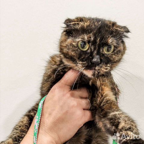 Вислоухая кошка