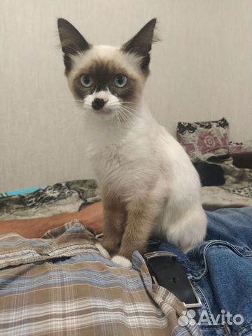Кошка в дар