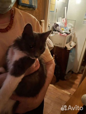 Котик домашний 6 месяцев выкинули