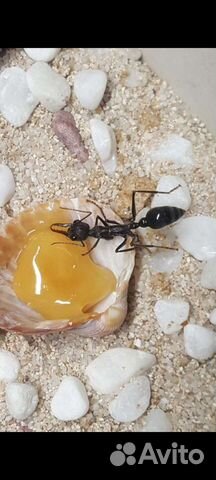 Myrmecia pyriformis.Мирмицея приформис коконы