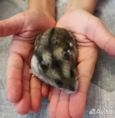 Джунгарский хомяк бесплатно