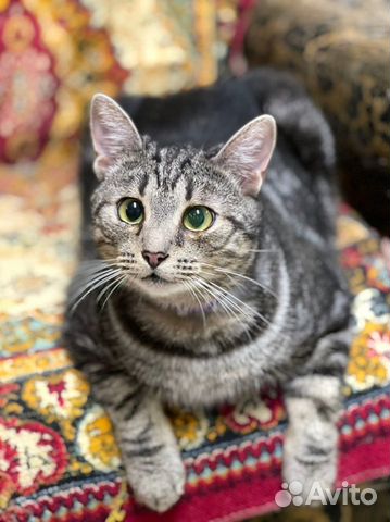 Отдам в хорошие руки