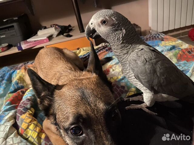 Попугай жако