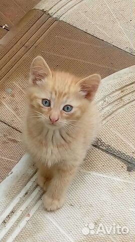 Котятки рыжие пушистые 1,5 мес - в дар