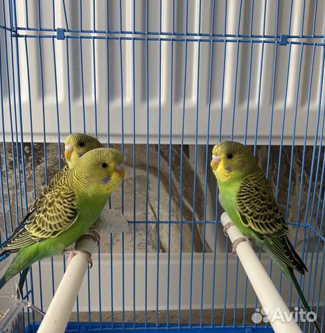 Волнистый попугай