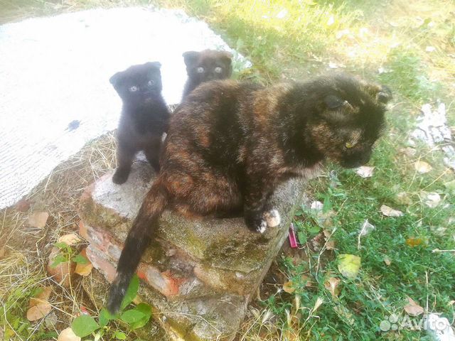 Черный котенок