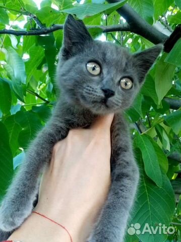 Породистый котёнок