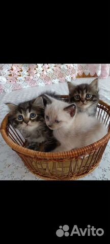 Прелестные котятки детки