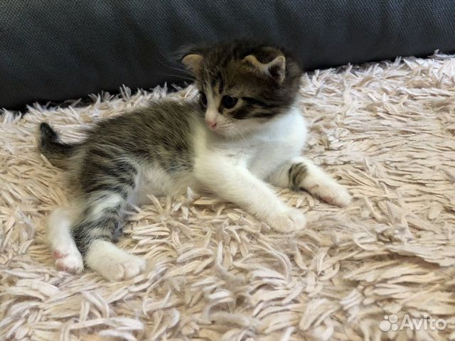 Котенок (мальчик) по знаку зодиака рак