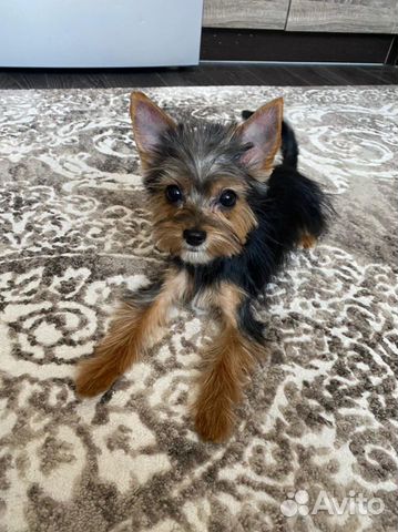 Йоркширский терьер