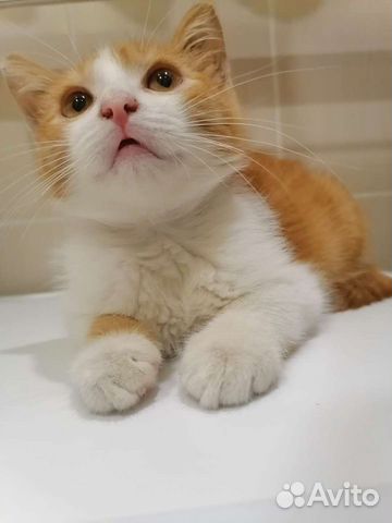 Котик в добрые руки