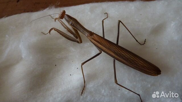 Богомолы живые