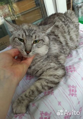 Котик Сильвестр