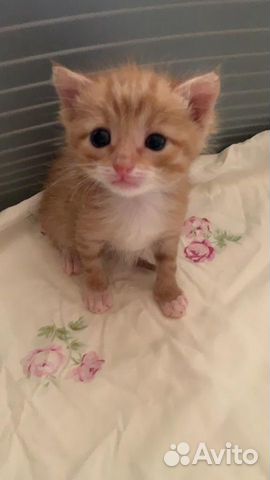 Кот