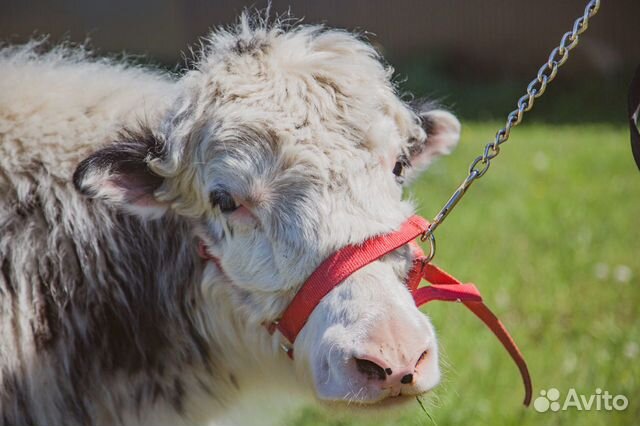 Як домашний