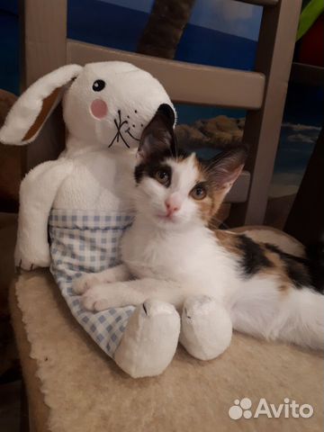 Котенок-девочка