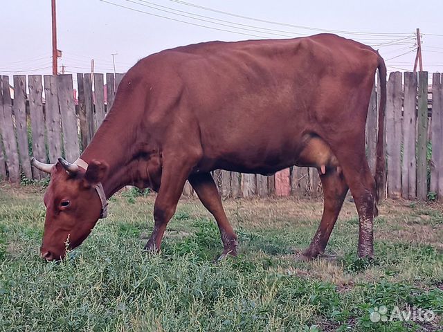 Коровы дойные молочные
